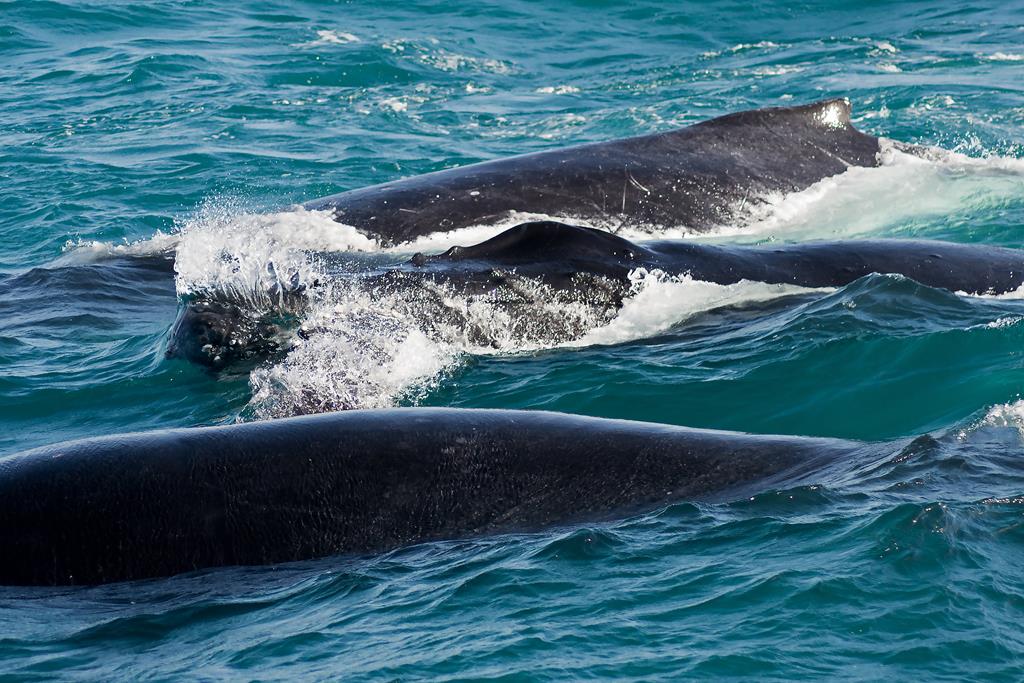 Biologia e Conservação de Cetáceos – Natura Ecoturismo